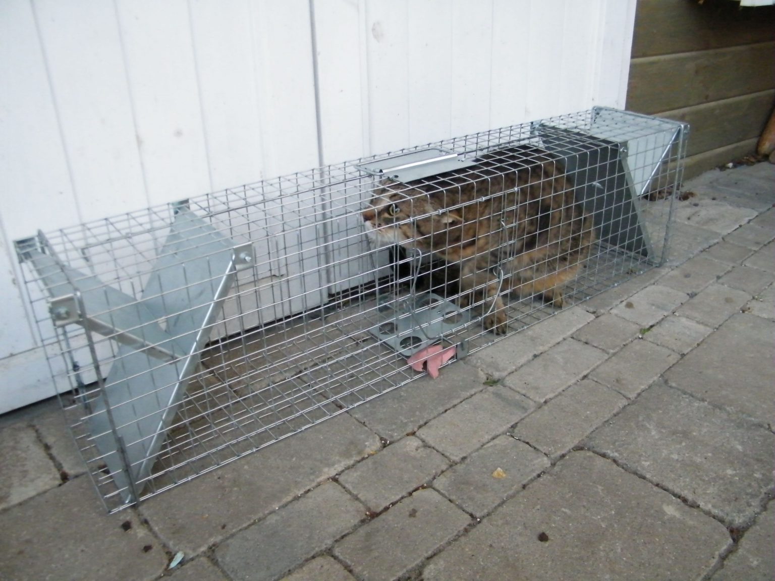 Hattyúnyak csapda 70-es "Weiser original" - Madárdaloskert