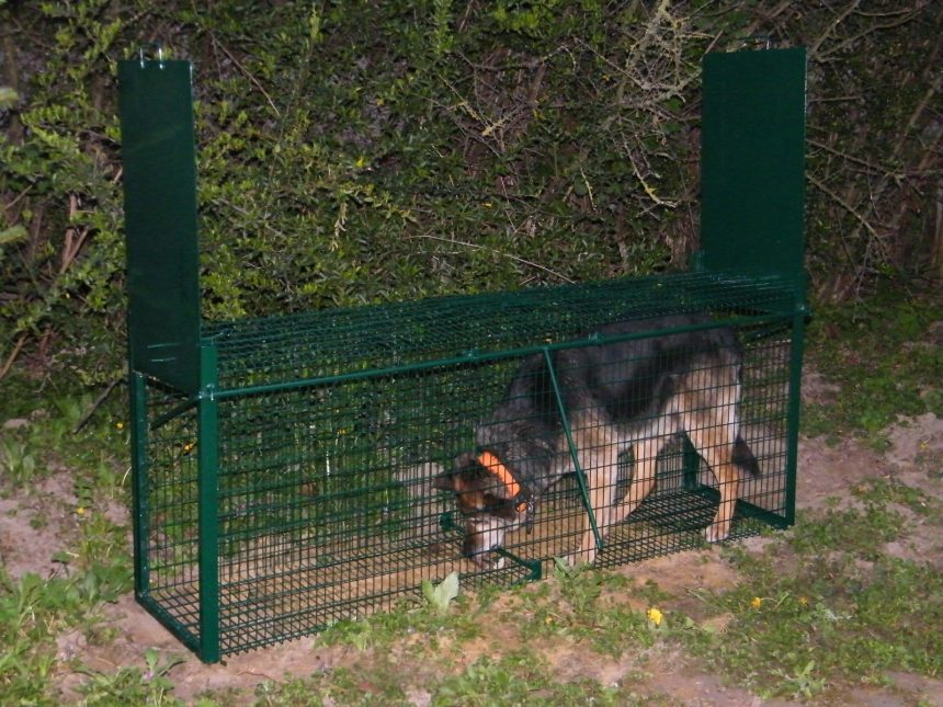 Larsen csapda - Madárdaloskert